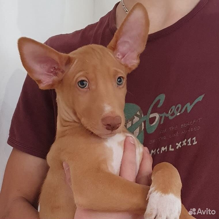 Фараонова собака