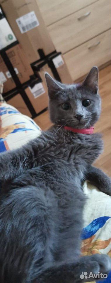 Кот полу британка