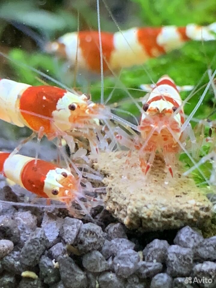 Красный кристалл 'Crystal Red Shrimp'