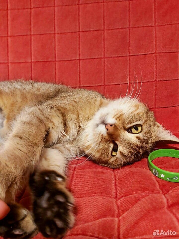 Кошка Рыся в добрые руки