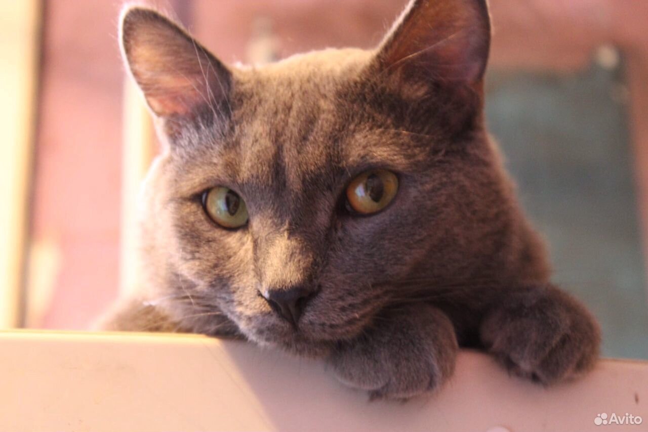 Котик Чех