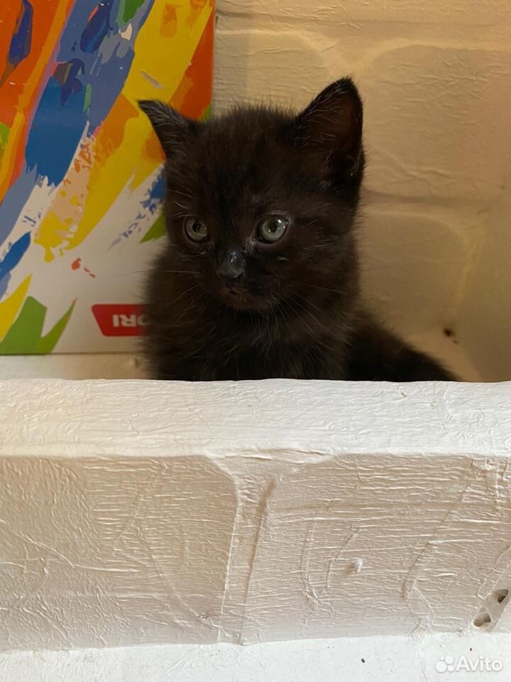 Котёнок