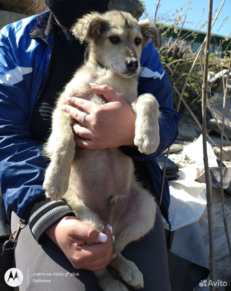 Щенок в добрые руки