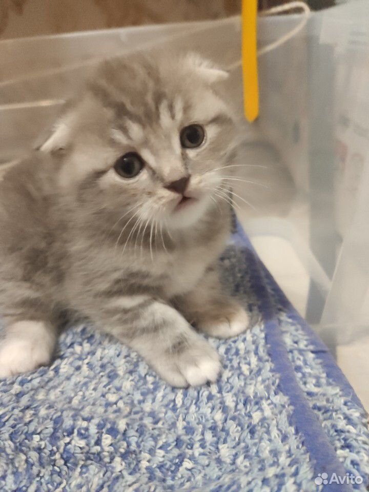 Шотландская вислоухая