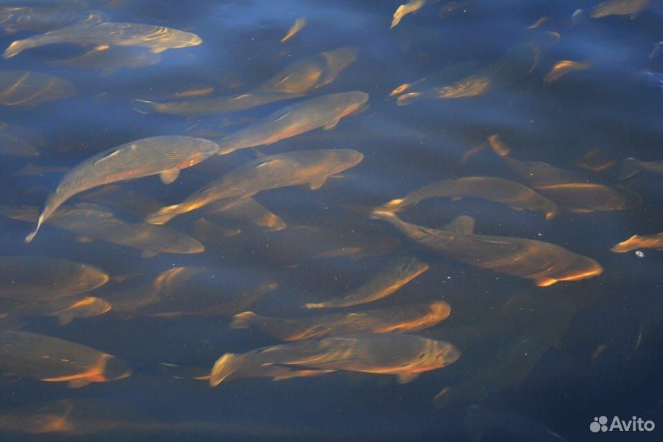 Живая форель для зарыбления водоемов и прудов,до 1