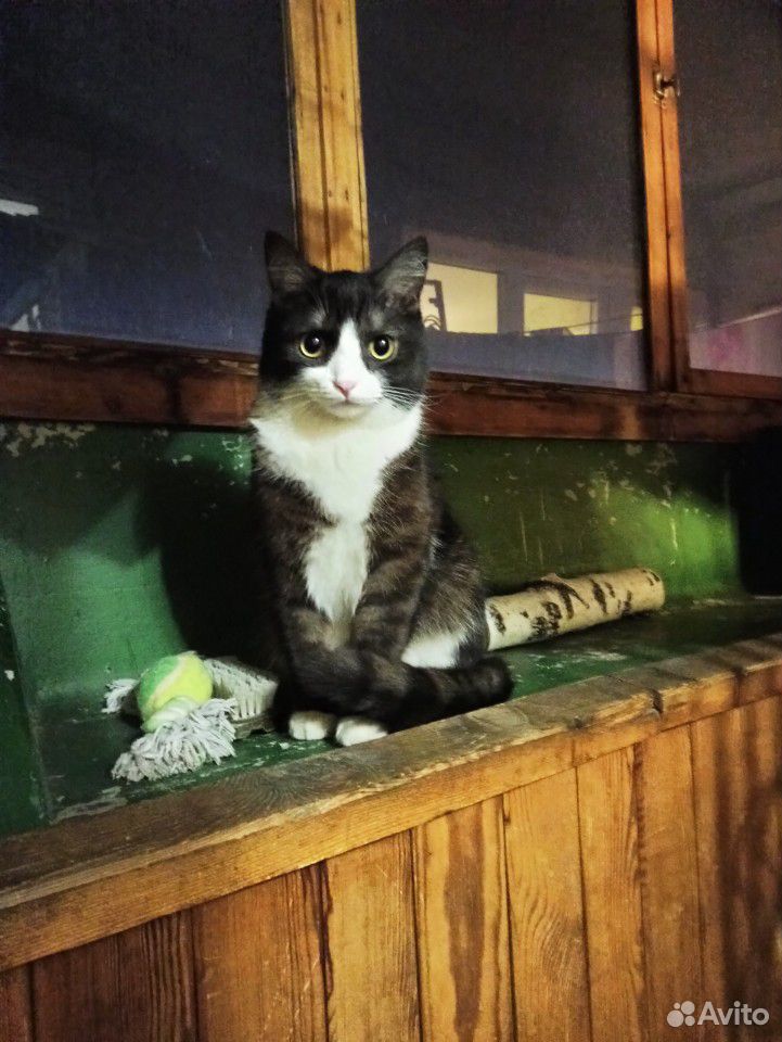 Найдена чёрно-белая кошка