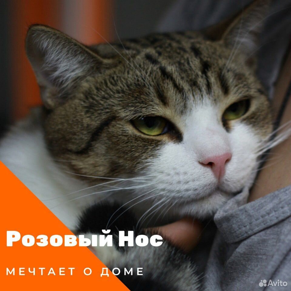 Розовый Нос, настоящий Питерский кот, 1 год