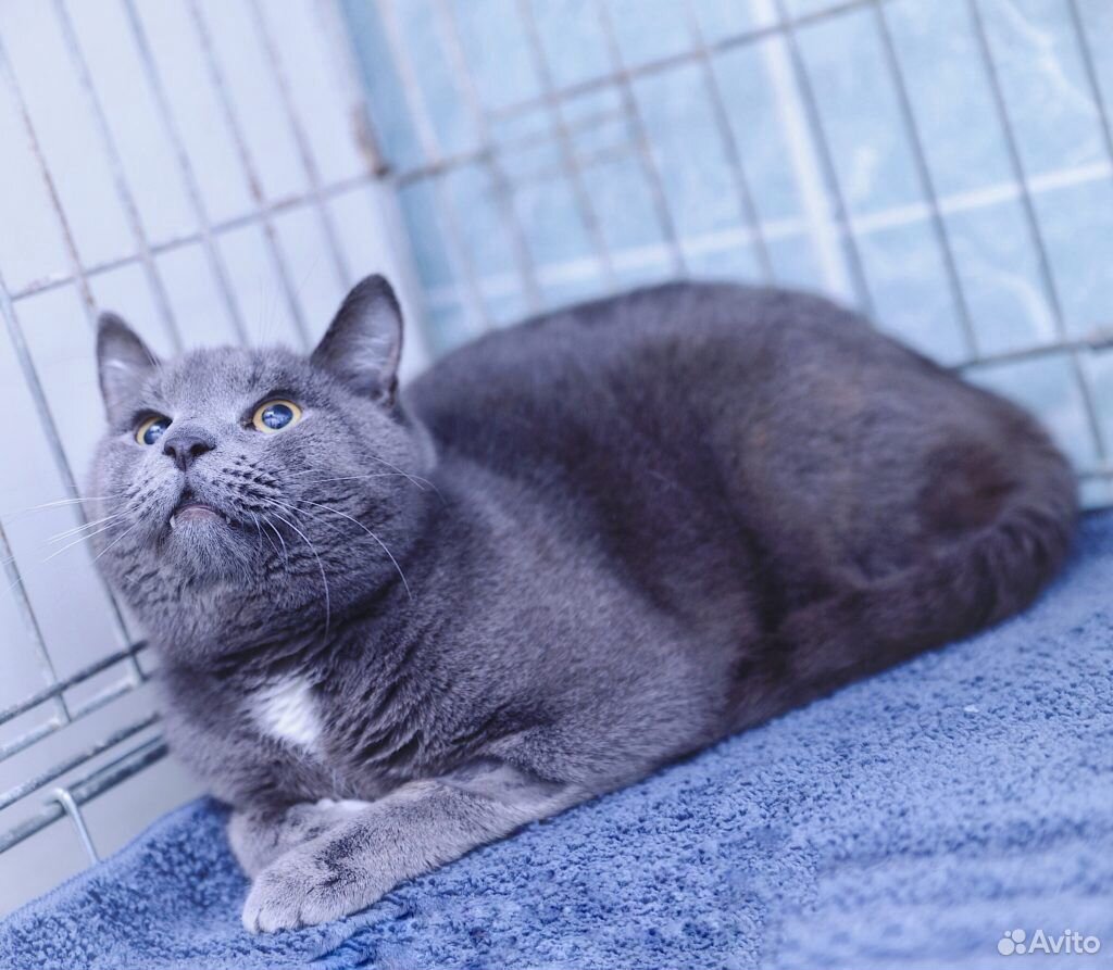 Кот Инжир в добрые руки