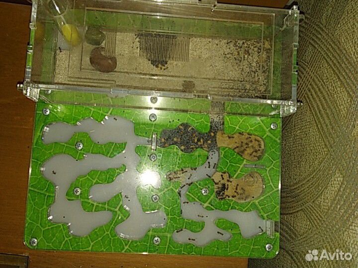 Формикарий, Домашний муравейник с Расплодом муравь