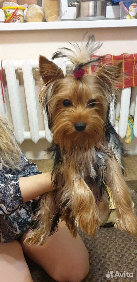 Йоркширский терьер