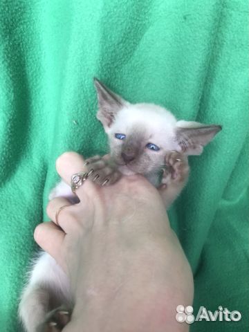 Чистопородный Ориентал кот сиам