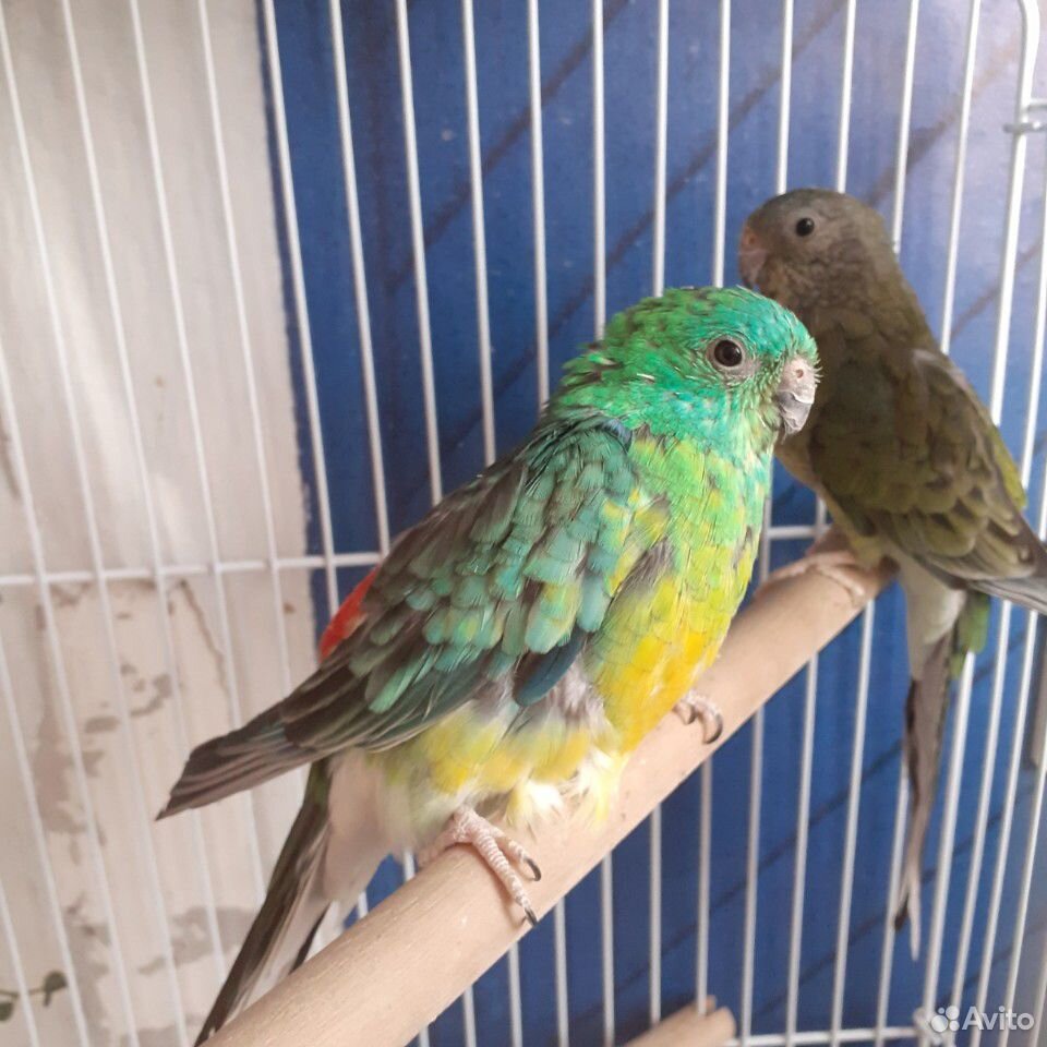 Певчие попугаи