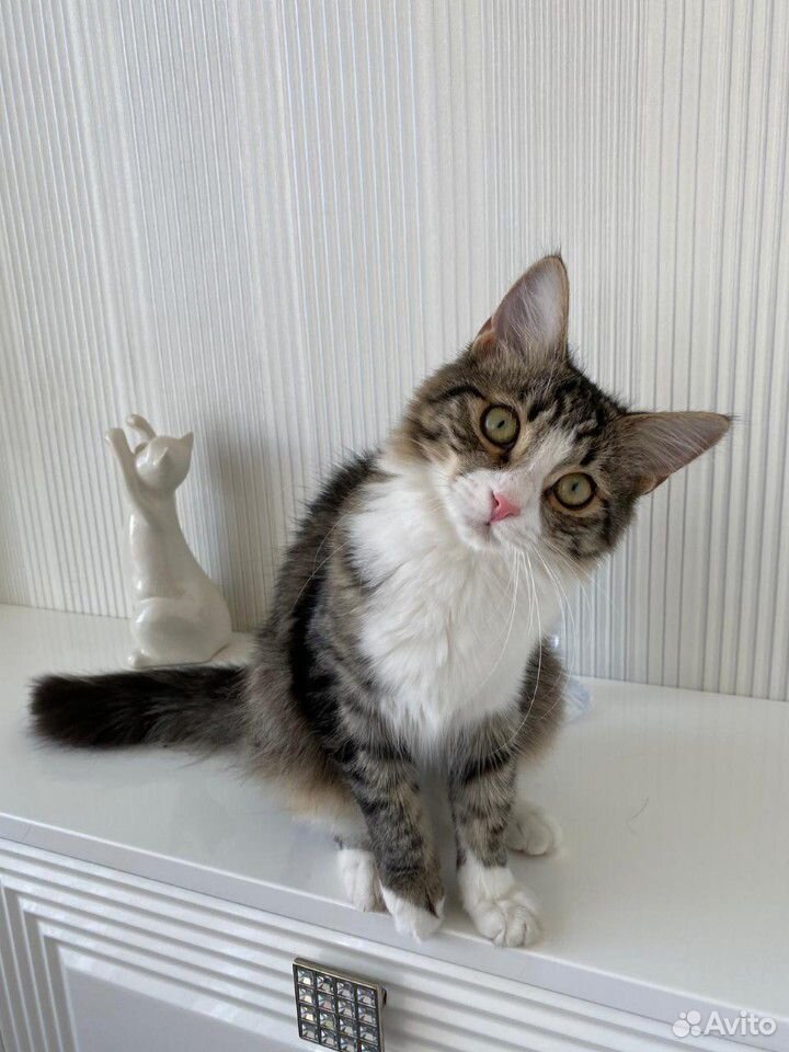 Котенок Ляля 5 мес в дар