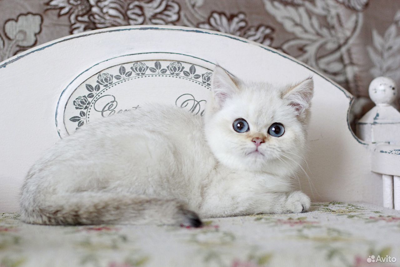 Британская шиншилла мальчик,глаза голубые