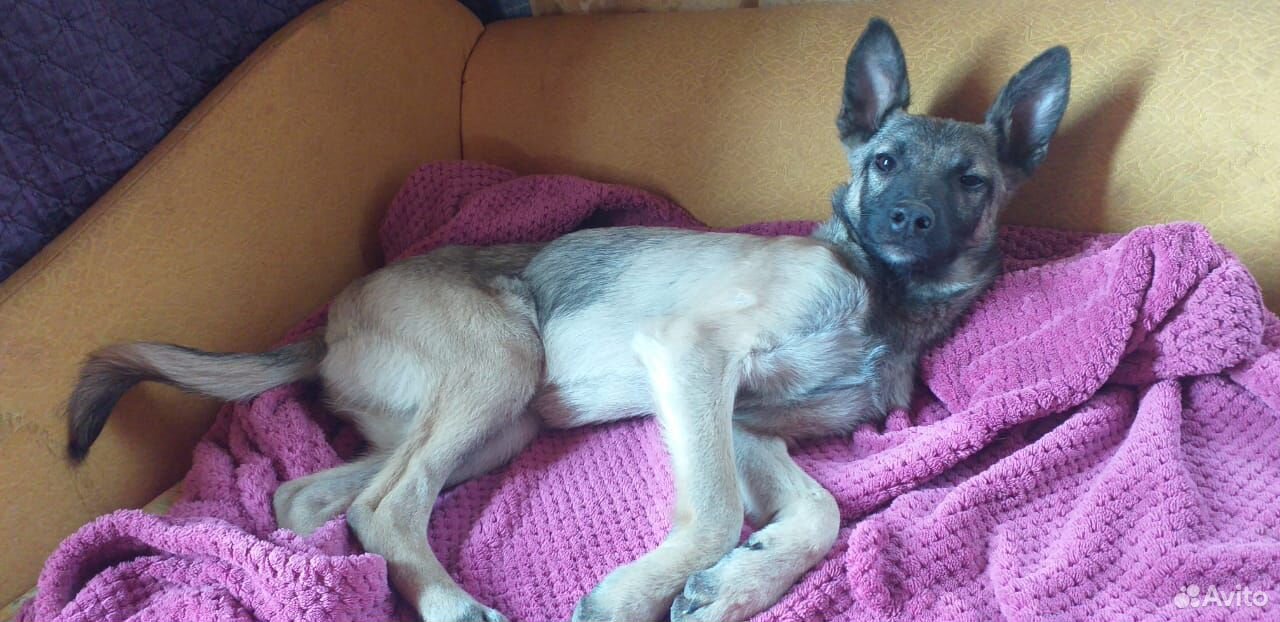 Идеальный щенок. Будет ниже колена