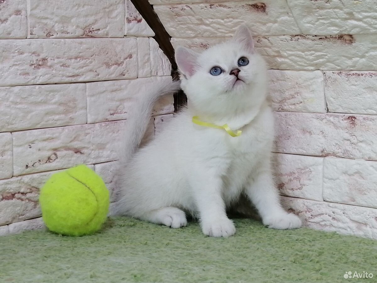 Голубоглазые британцы