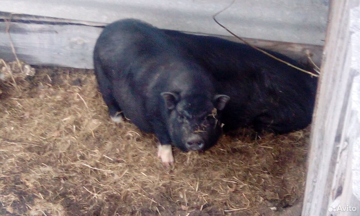 Вьетнамские свинки