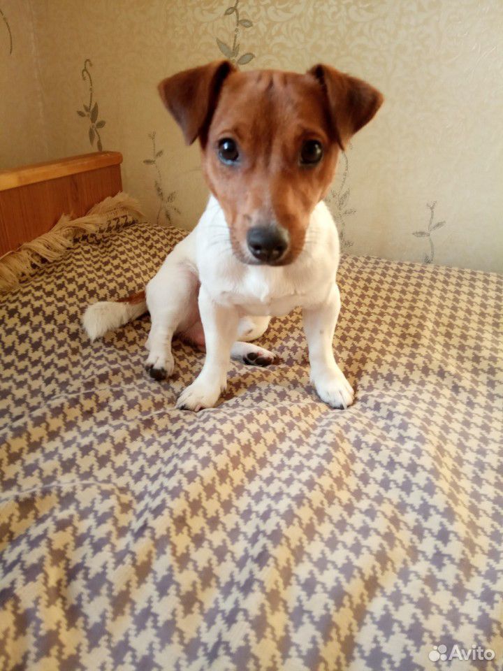 Джек Рассел терьер пропал