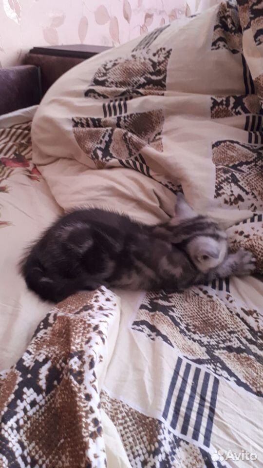 Котенок