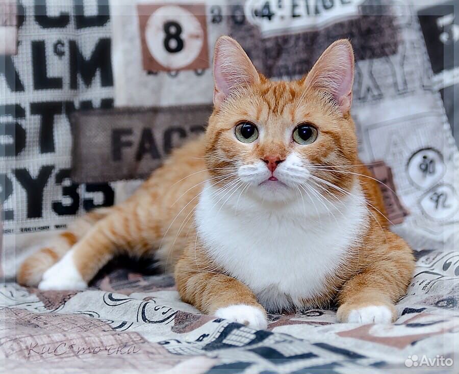 Котик-картинка Лео в добрые руки