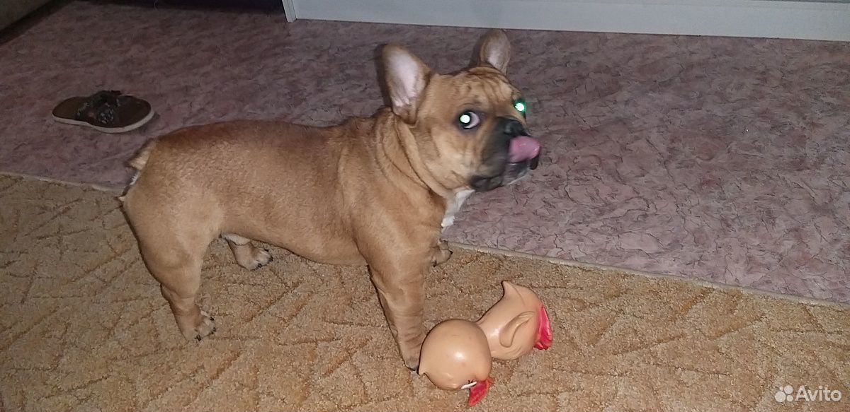 Французский бульдог вязка