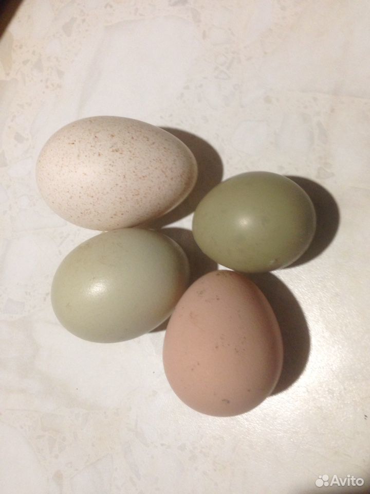 Яйца инкубационные