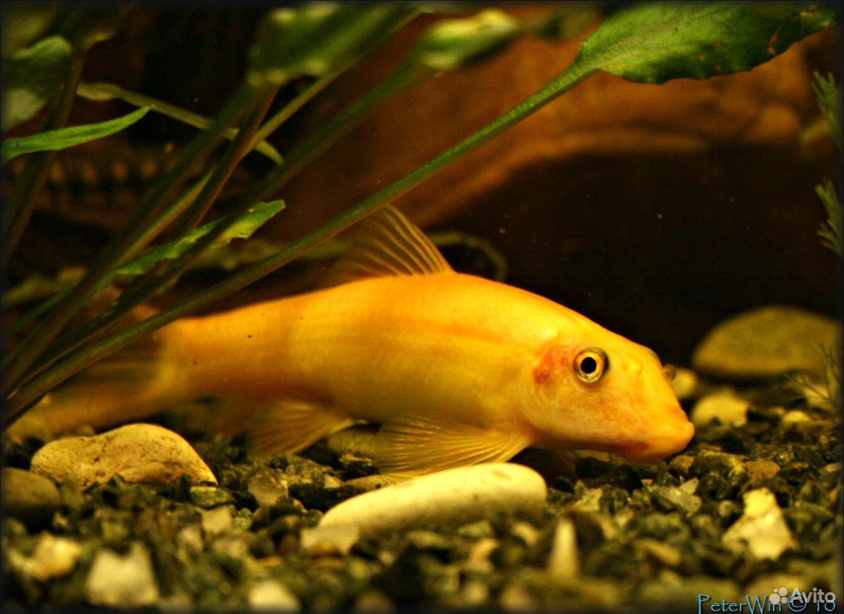 Водорослеед лисичка