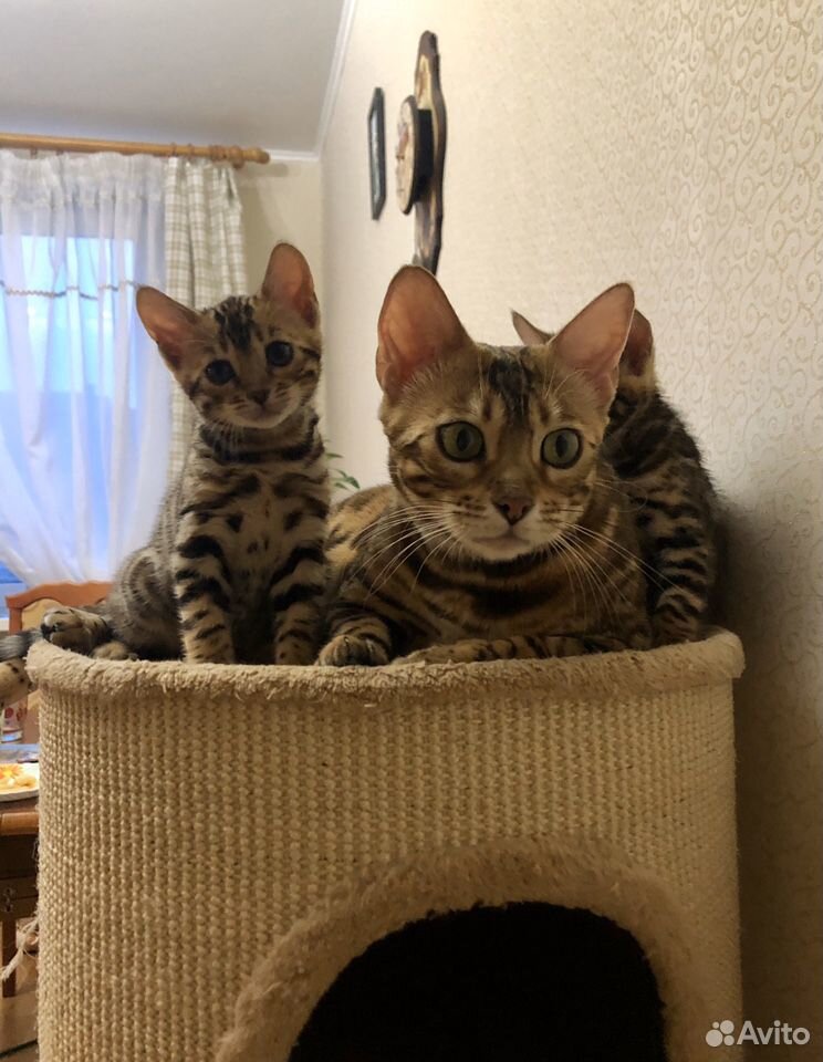 Бенгальские котята