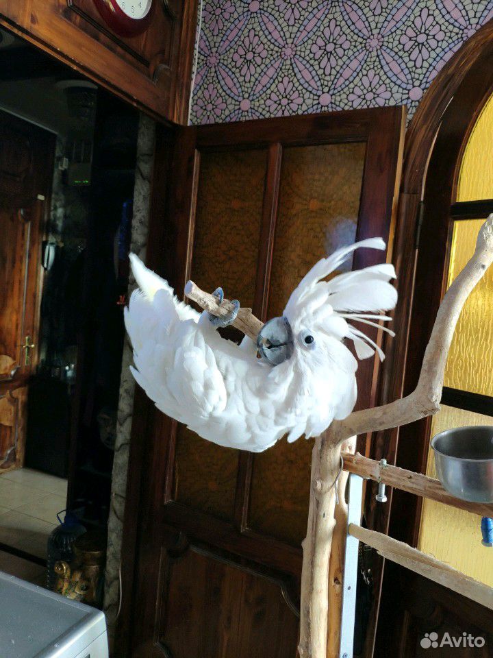 Какаду белохохлый