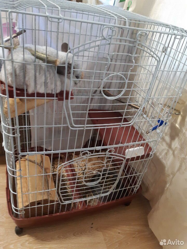 Клетка с шиншилами