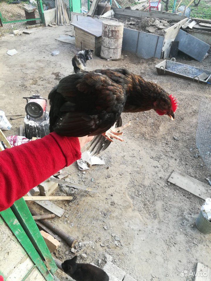 Домашняя птица