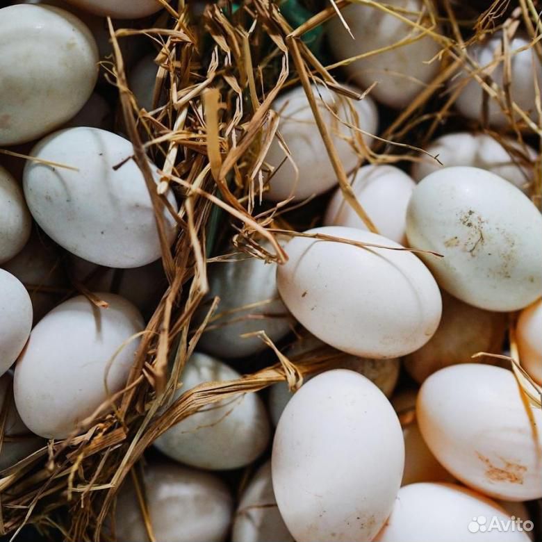 Утиное инкубационное яйцо