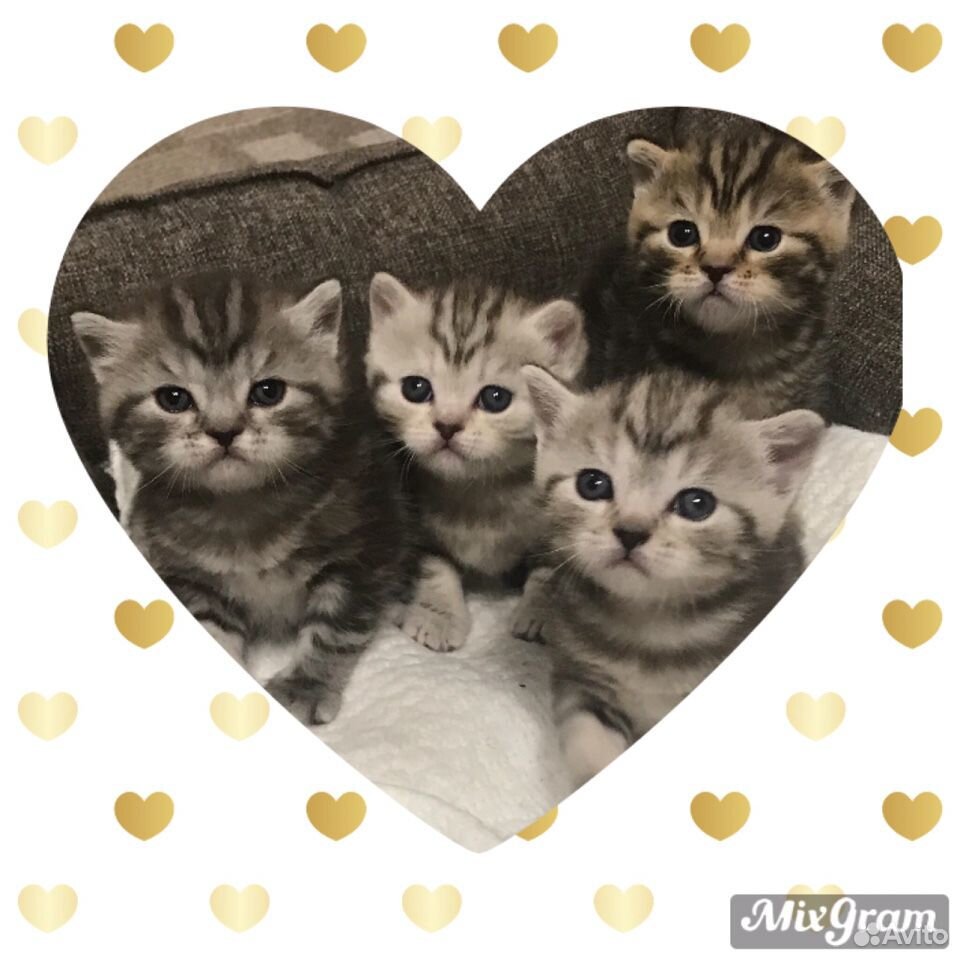 Британские котята