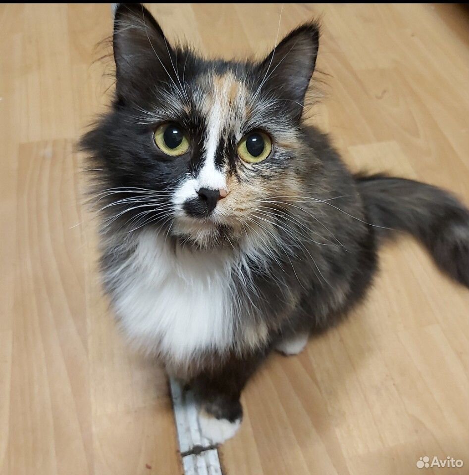 Красивые котята от нарядной кошки