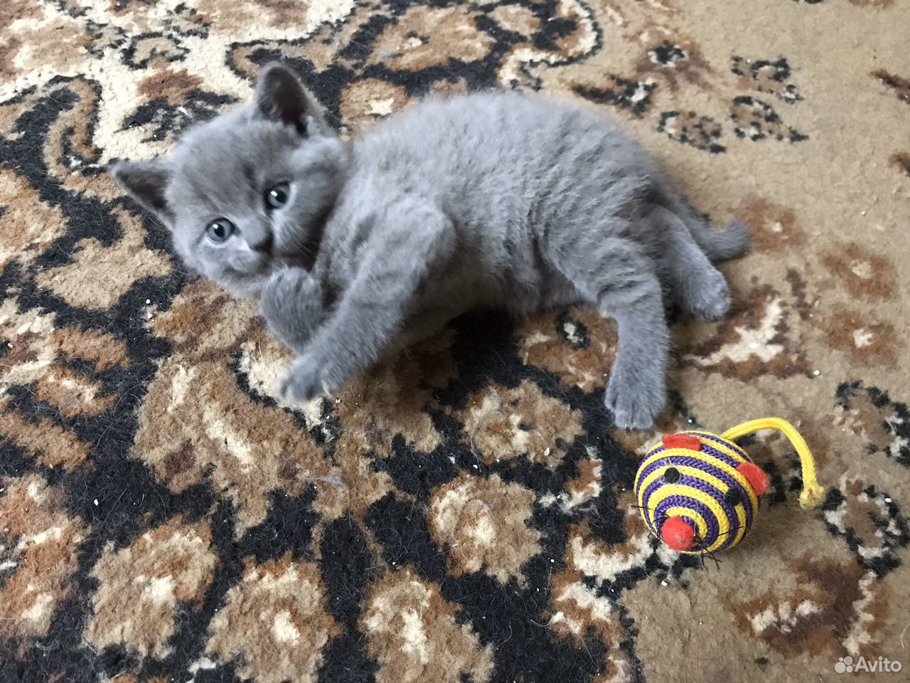 Британские котята
