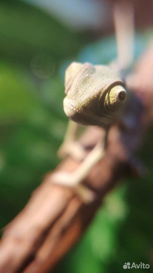 Йеменский хамелеон бронь