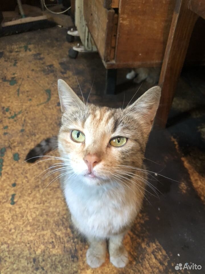 Кошка в добрые руки