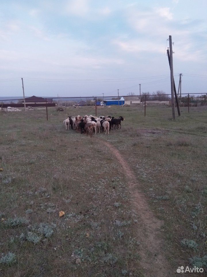 Овцы продаются на мясо по одной или по два на мясо