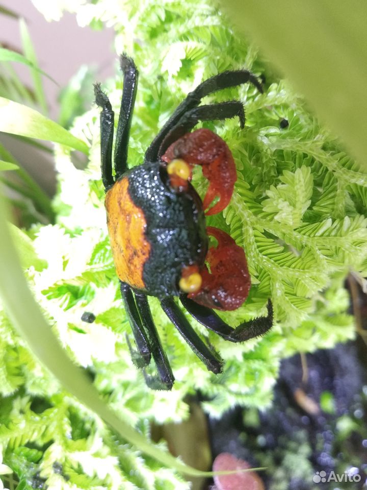 Крабики сухопутные