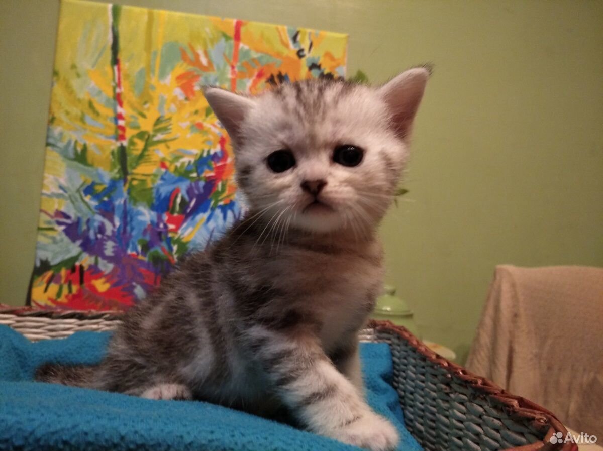 Шотландские котята