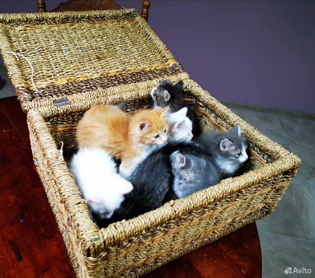 Котята