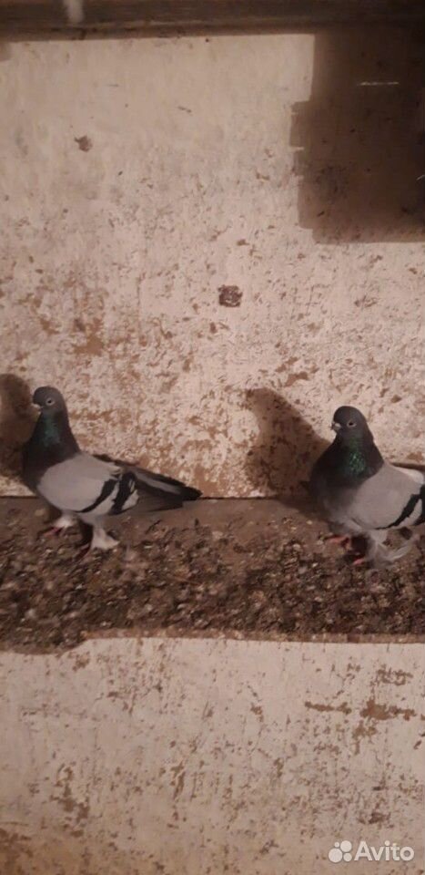 Майкопские