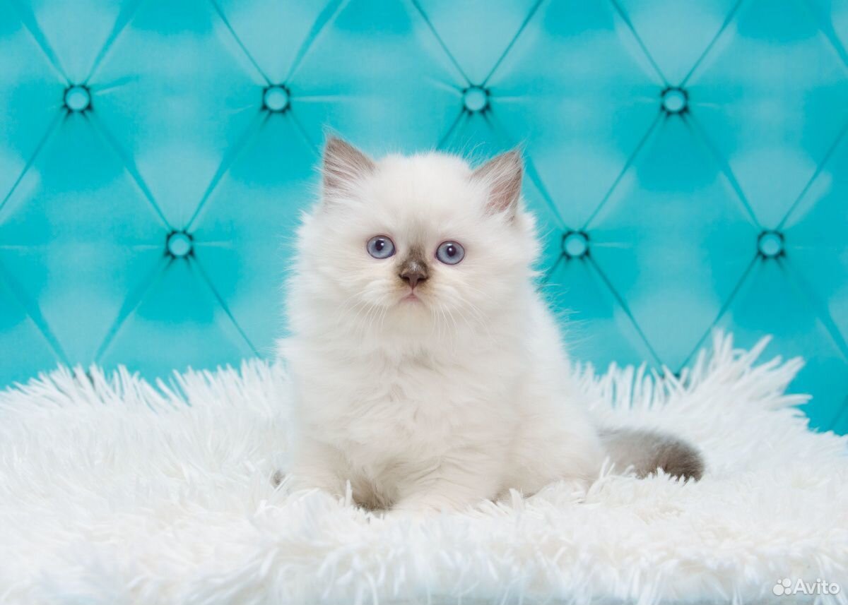 Британский котёнок