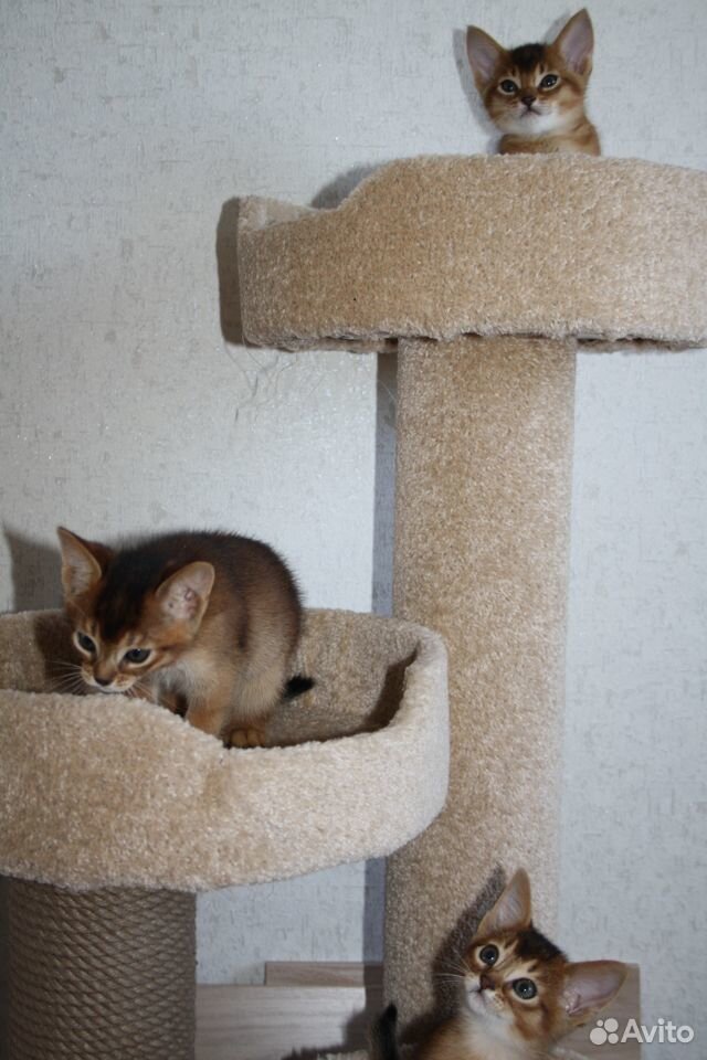 Абиссинские котята