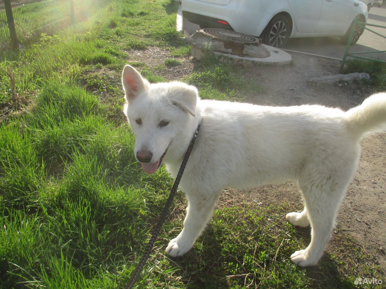 Очень красивая собака