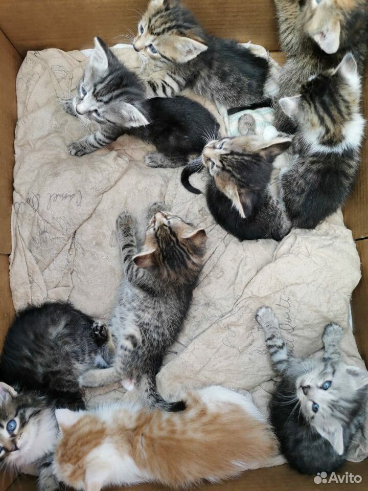 Бесплатно здоровых котят в Добрые руки