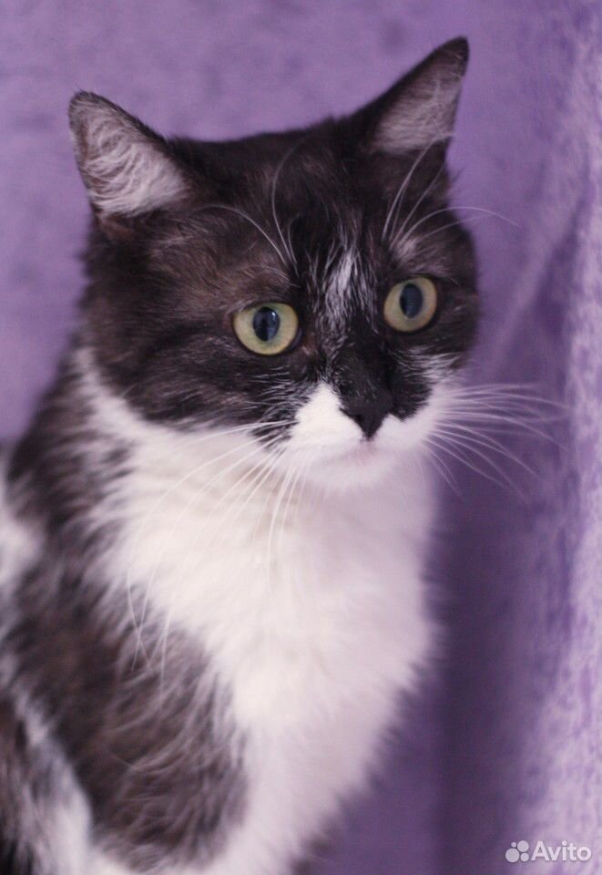 Ждем хозяина