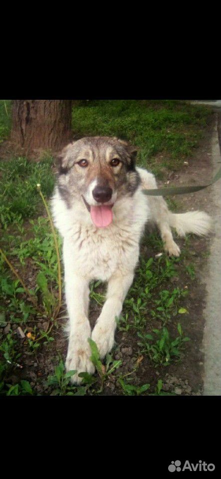 В добрые руки помесь лайки