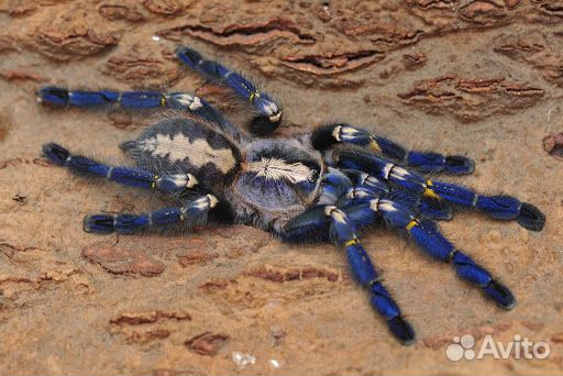 Паук Птициеед Poecilotheria metallica
