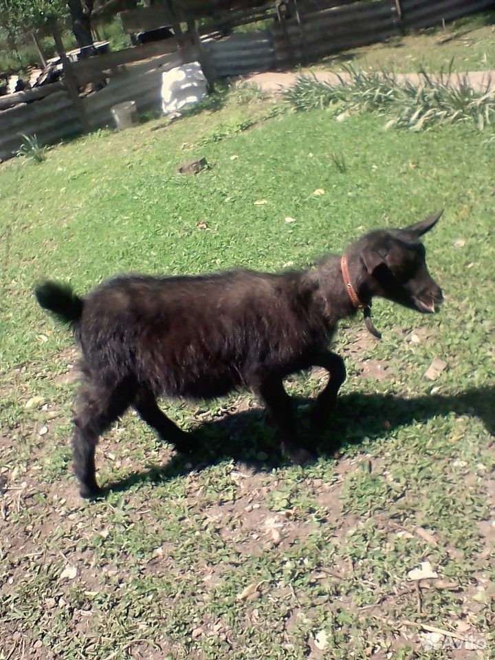 Козочка комолая